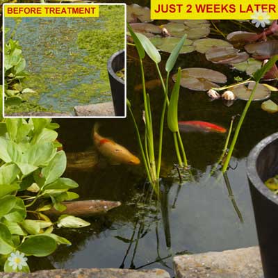 Bio Pond Clear Ultra Treatment Kit For Large Ponds (50,000l) | Thoughtpulse