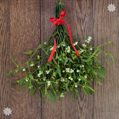 Bunch Of Fresh Real Mistletoe – 10 Sprigs – Babblestorm