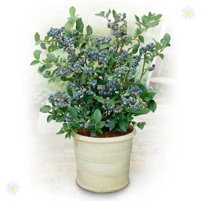 Blueberry Collection – Pack Of 3 Varieties | Thoughtpulse