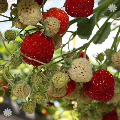 ‘strasberry’ Collection X 10 Runners | Gembo