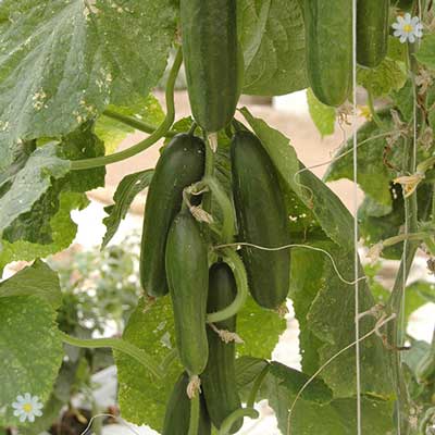 Cucumber ‘tasty Green’ X 3 Plug Plants – Babblestorm