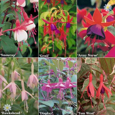 Complete Hardy Fuchsia Garden Ready Collection – 6 Varieties – Realmix