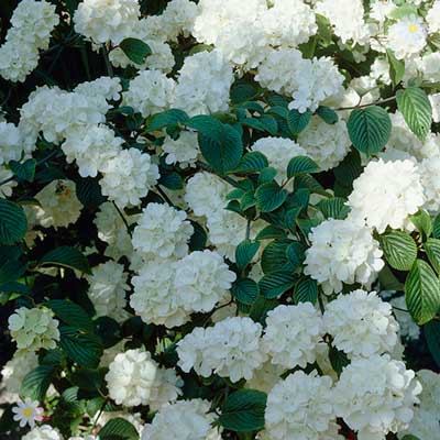 Complete Evergreen Shrub Collection – 6 X 1l – Rhyboo