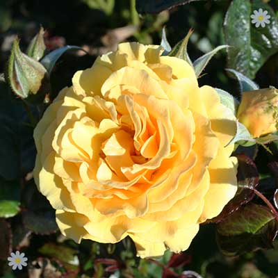 Rose ‘amber Queen’ – Bare Root – Babblestorm