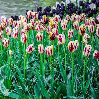Tulip Grand Perfection Size:11/12 Pack Of 12 Bulbs – Kare