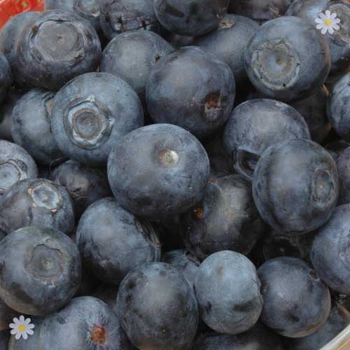 Blueberry Varieties Comparison