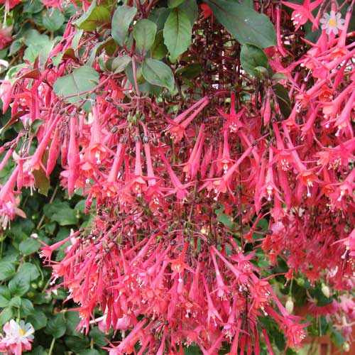 Premium Fuchsia 'Eruption'