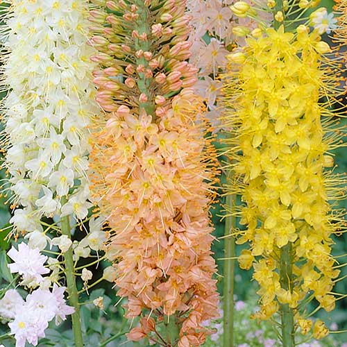 Foxtail Lily - Eremurus 'Ruiter Hybrids'