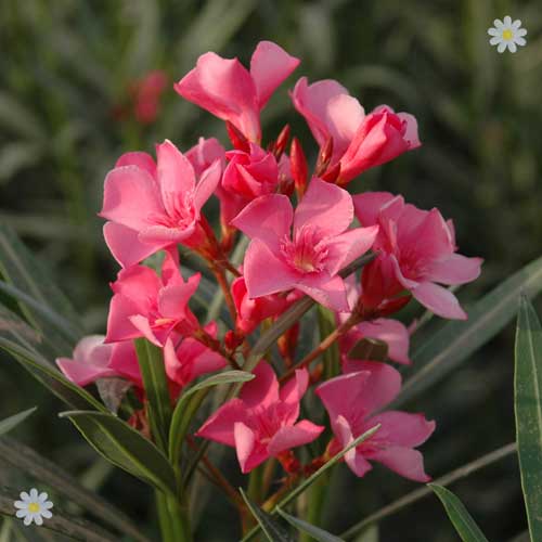 Premium Oleander Standard 90-100cm